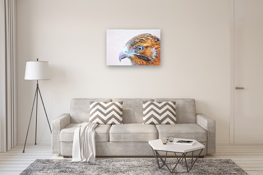 Galapagos Hawk by Emil Morhardt - acrylic painting | UGallery