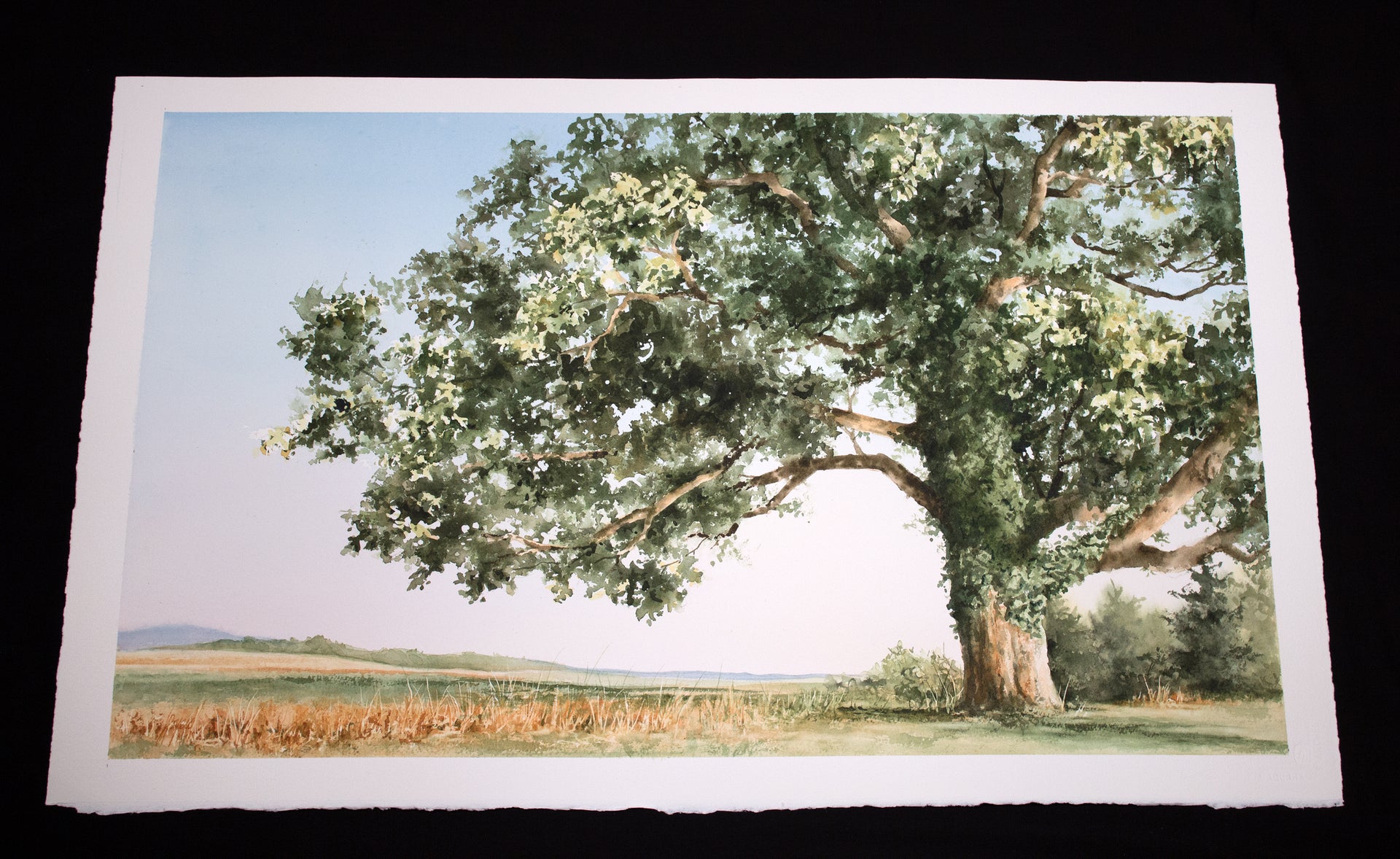 King of the Hill by Jill Poyerd - watercolor painting | UGallery