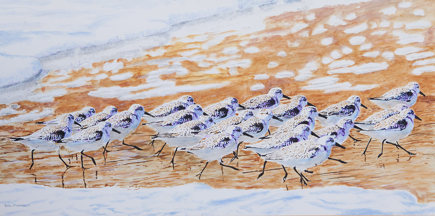 A Slalom of Sanderlings by Emil Morhardt - acrylic painting | UGallery