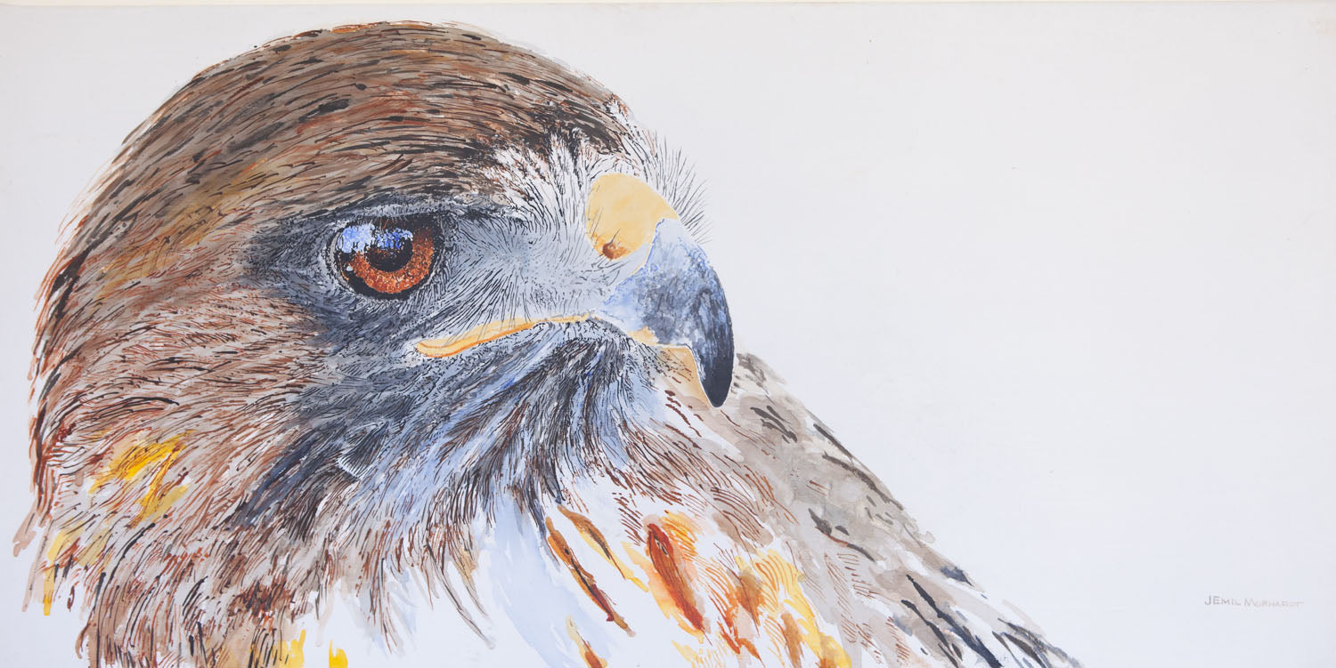 Ivan the Red-Tailed Hawk Cogitating by Emil Morhardt - acrylic painting ...